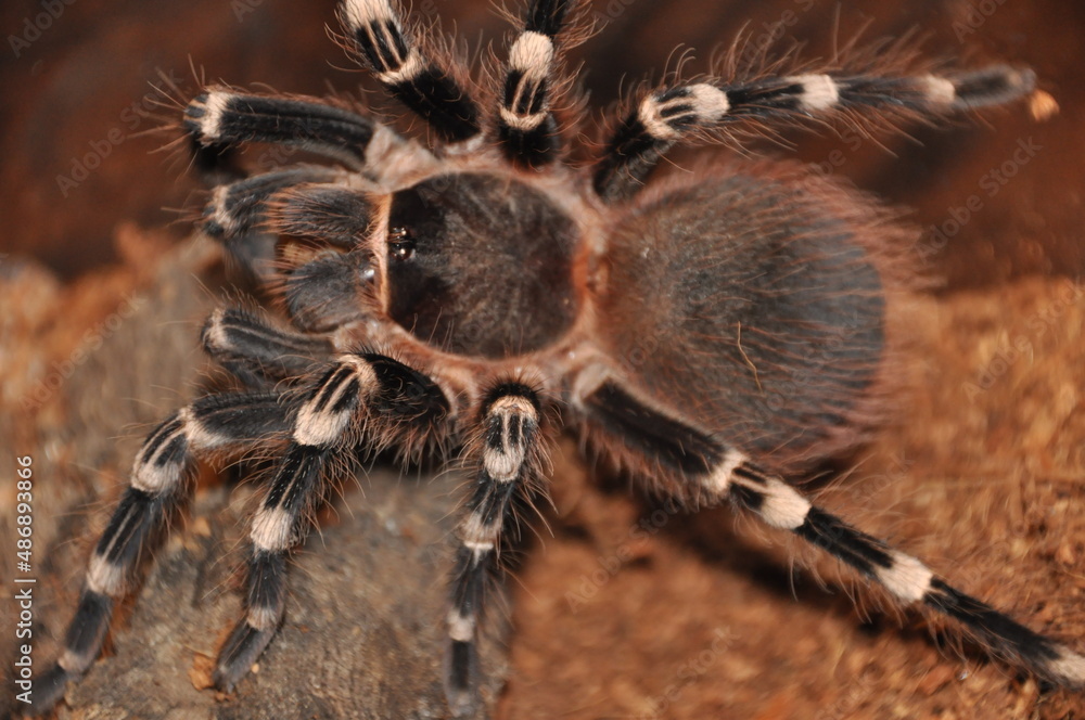 Close-up of a tarantula showcasing its unique features: hairy legs ...