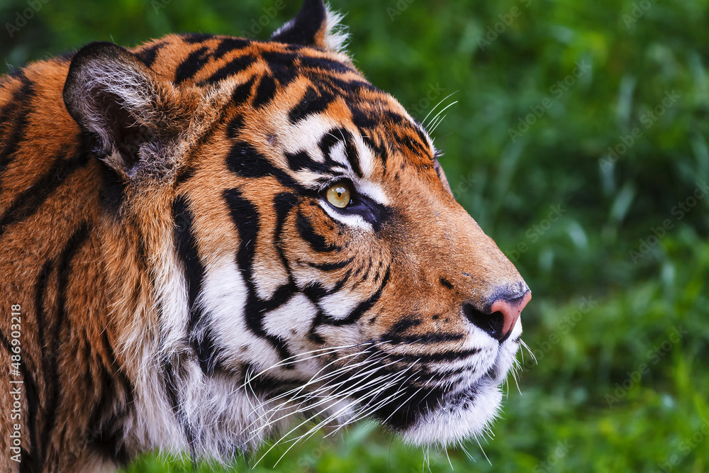 male Malayan tiger (Panthera tigris jacksoni) portrait from the tent ...