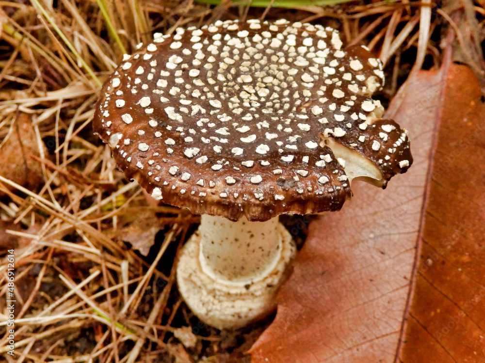 Close up of a mature specimen of Amanita Pantherina, also known as ...