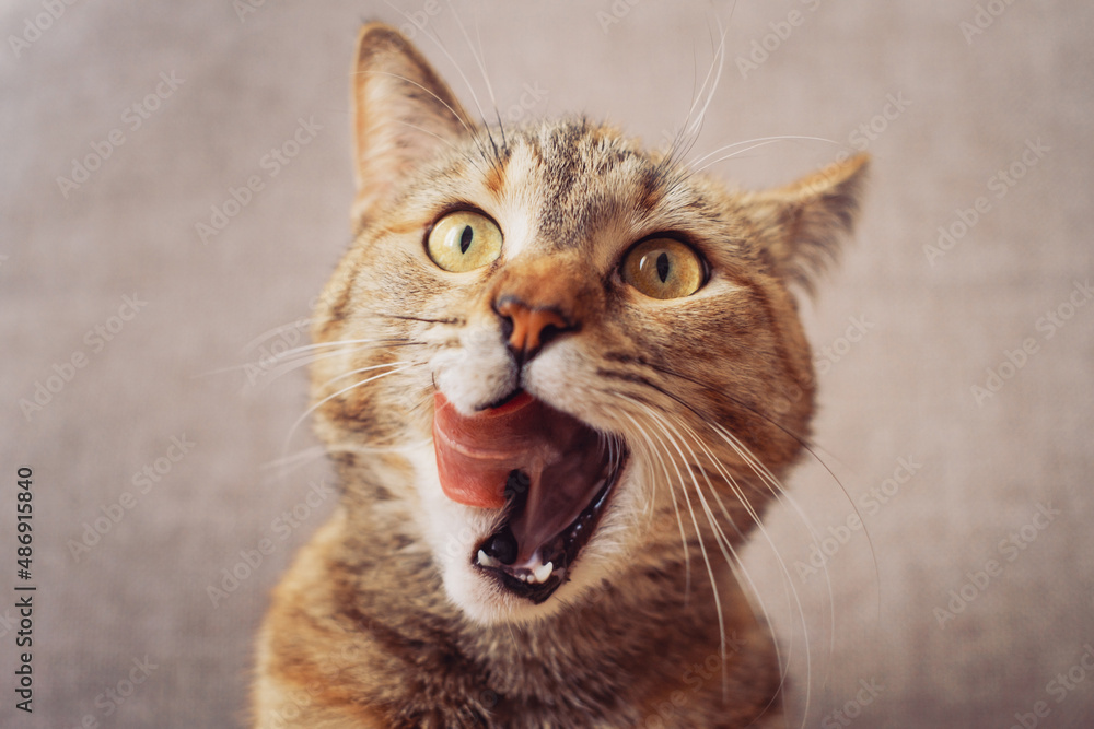 The domestic cat looks at the camera with its mouth wide open and licks ...