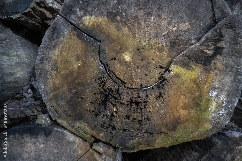 Surface texture of an old log. Stumps and logs. Timber industry banner ...