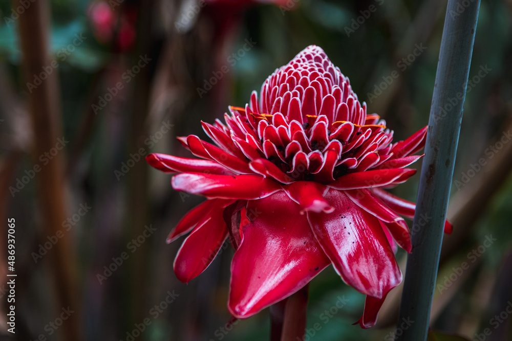 Exotic red flower as it grows in the Amazonas Jungle (Tambopata ...