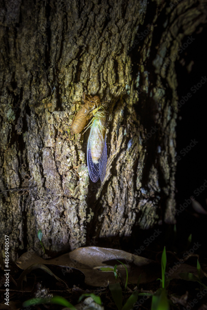 A cicada molting process. Cicada metamorphosis molt. The transformation ...