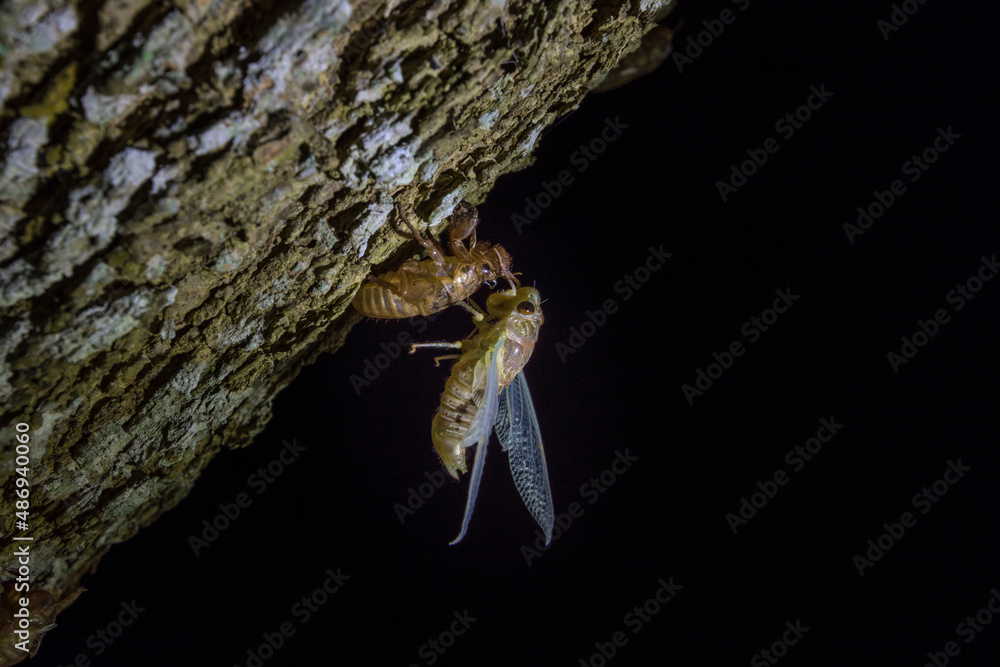 A cicada molting process. Cicada metamorphosis molt. The transformation ...
