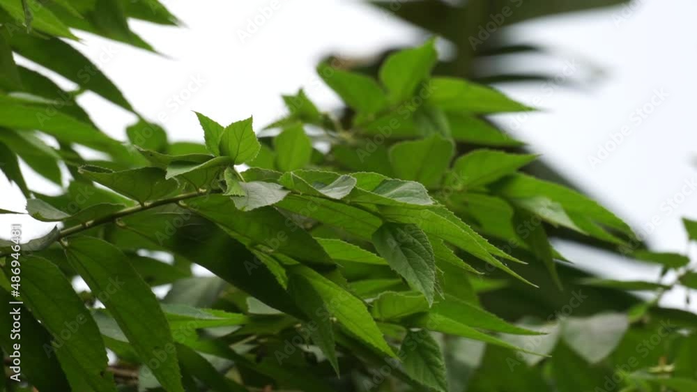 Muntingia calabura leaves (Kersen, , capulin blanco, cacaniqua, nigua ...