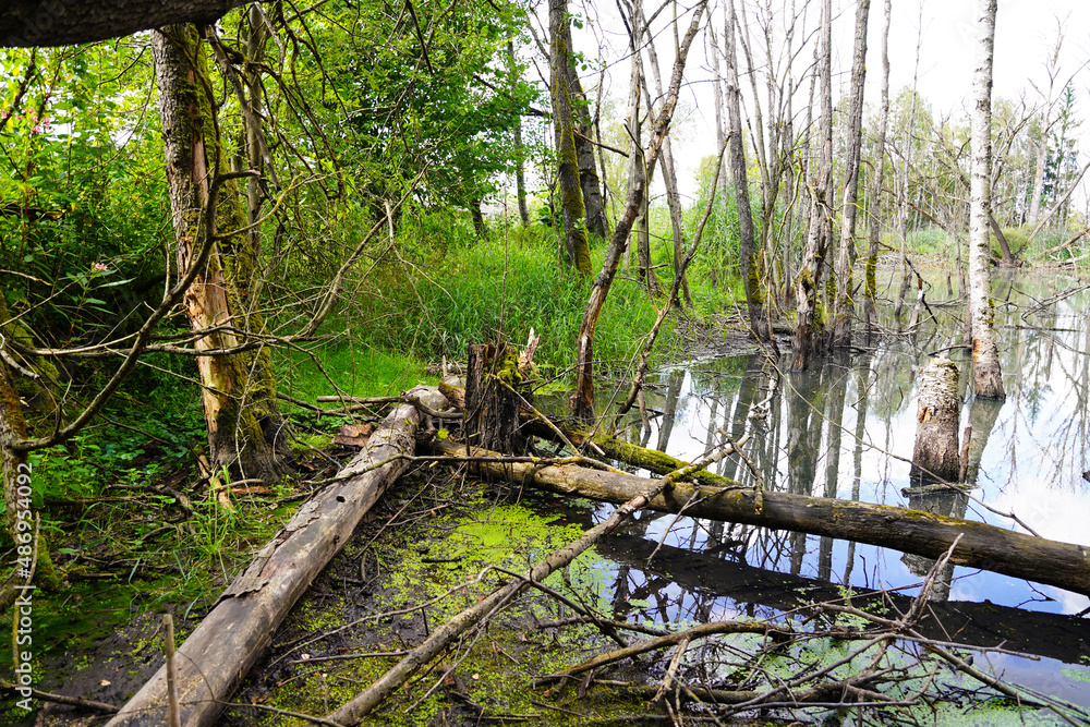 Abgestorbene Bäume im Brackwasser sumpfig und moorig. Dead trees in the ...