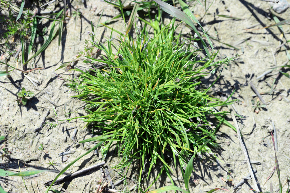 Poa annua or annual meadow grass. Widespread and common weeds in ...