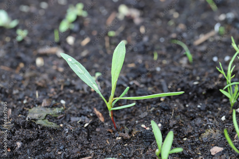 Polygonum aviculare - common knotgrass, prostrate knotweed, birdweed ...