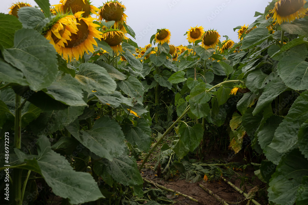 Remains of a destroyed sunflower field from people. Trampled flowers ...