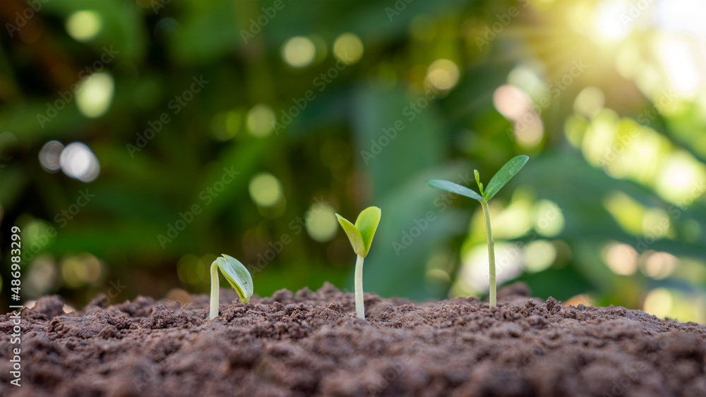 small trees growing on the ground and blurred green background ...