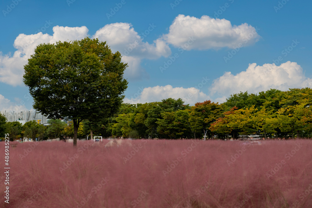 Autumn colorful scenery in pink flower field Stock Photo | Adobe Stock