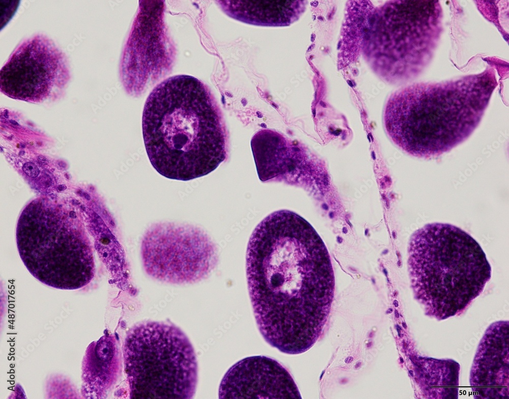 Animal tissue samples under the microscope in Lab. Stock Photo | Adobe ...