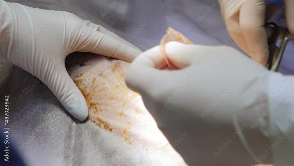Close-up vet doing the operation for sterilization. The cat on the ...