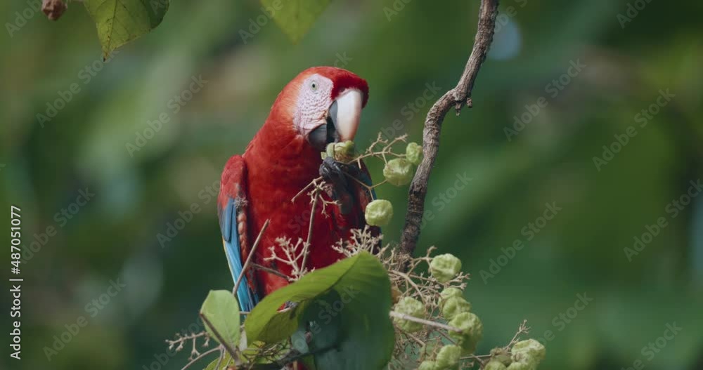 lovely scarlet macaw (Ara macao) using the paw and beak to eat the ...