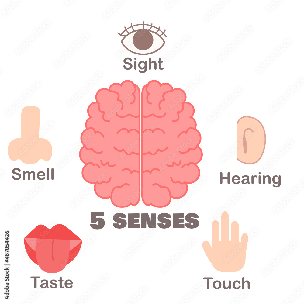 Human organs.Five senses.Touch, sight, hearing, smell and taste.Brain ...