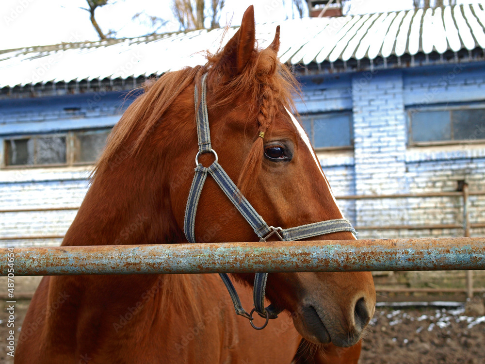 Red (bay) horse with a braided pigtail. A beautiful and well-groomed ...