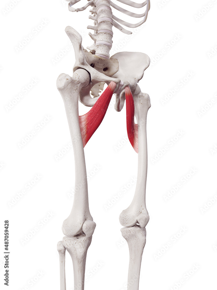 3d rendered medically accurate muscle illustration of the adductor ...