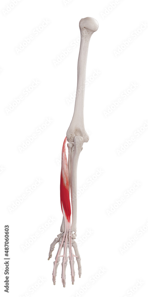 3d rendered medically accurate muscle illustration of the extensor ...