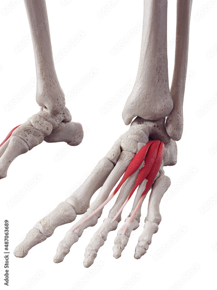 Extensor Digitorum Brevis Muscle