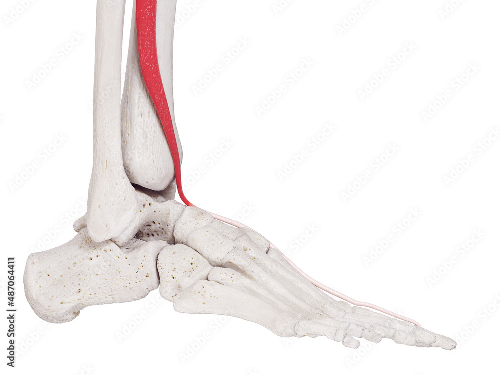 3d rendered medically accurate muscle illustration of the extensor ...