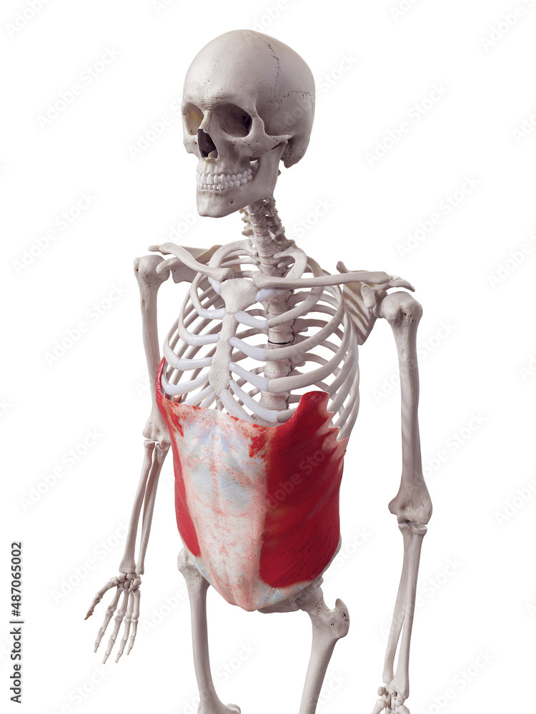 3d rendered medically accurate muscle illustration of the external ...