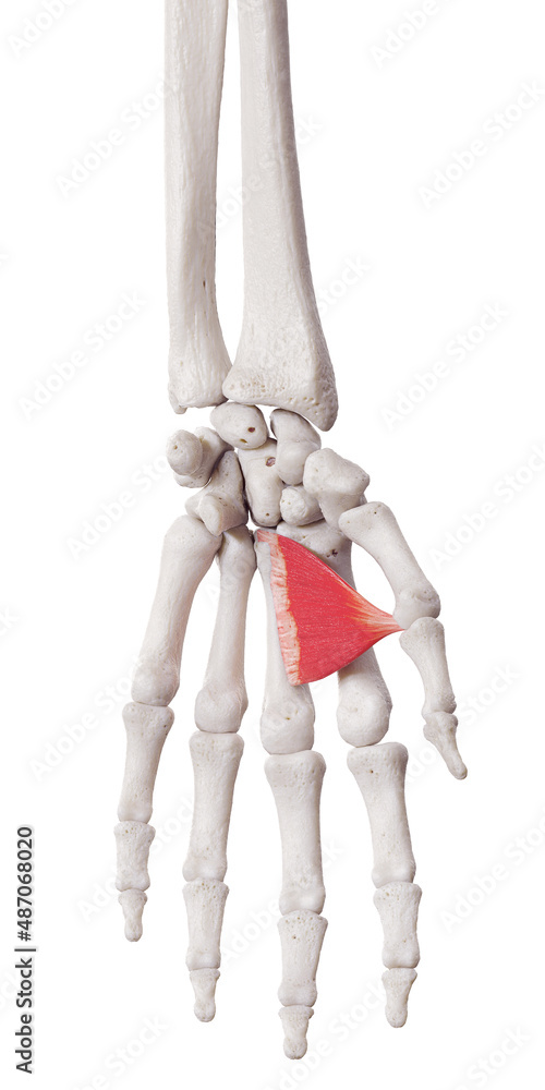 Adductor Pollicis