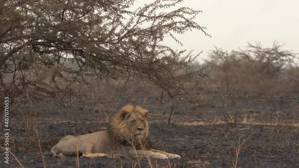 Lion, fire burned destroyed savannah. Animal in fire burnt place, lion ...