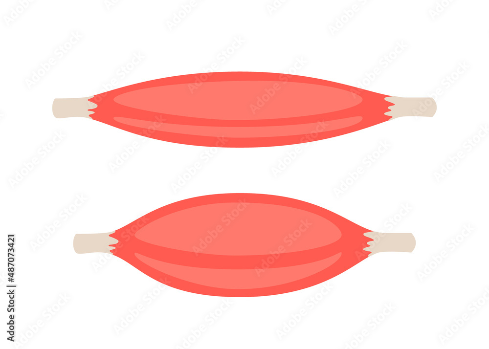 Red tense and relax muscle, fiber part body human. Skeletal muscle ...