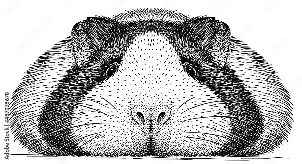 black and white engrave isolated guinea pig illustration Stock ...