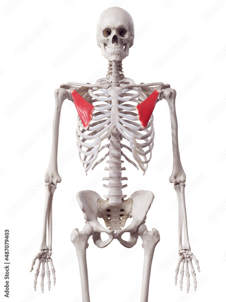 3d rendered medically accurate muscle illustration of the pectoralis ...