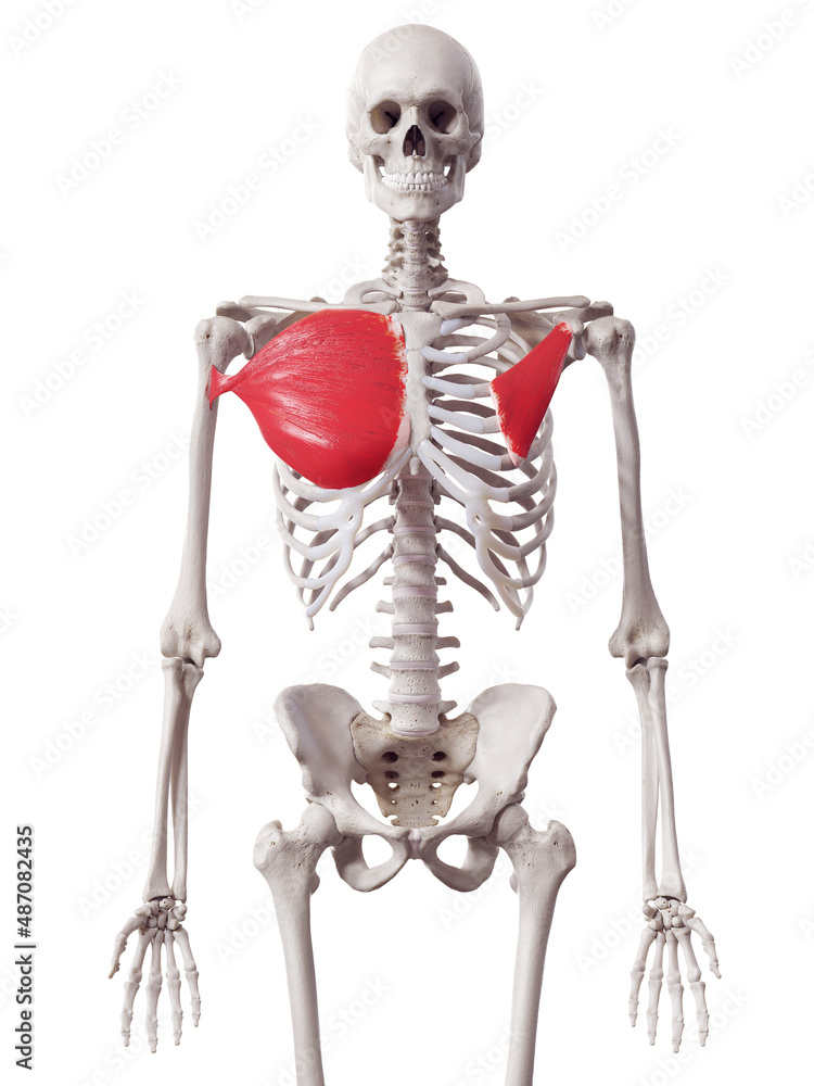 3d rendered medically accurate muscle illustration of the pectoralis ...