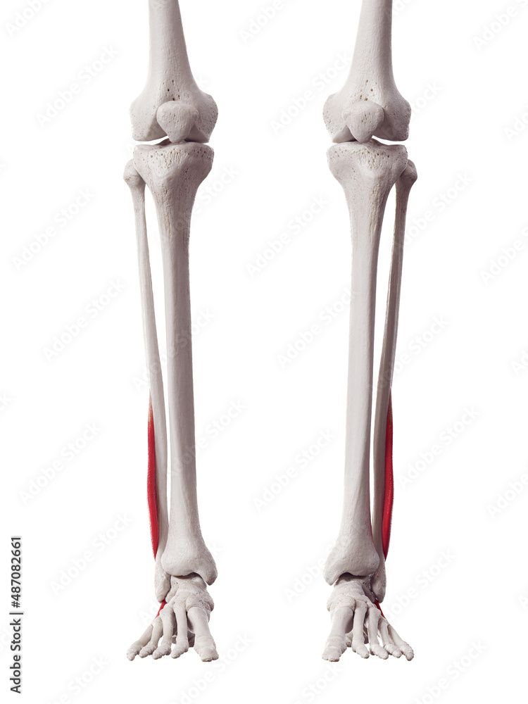 3d rendered medically accurate muscle illustration of the peroneus ...