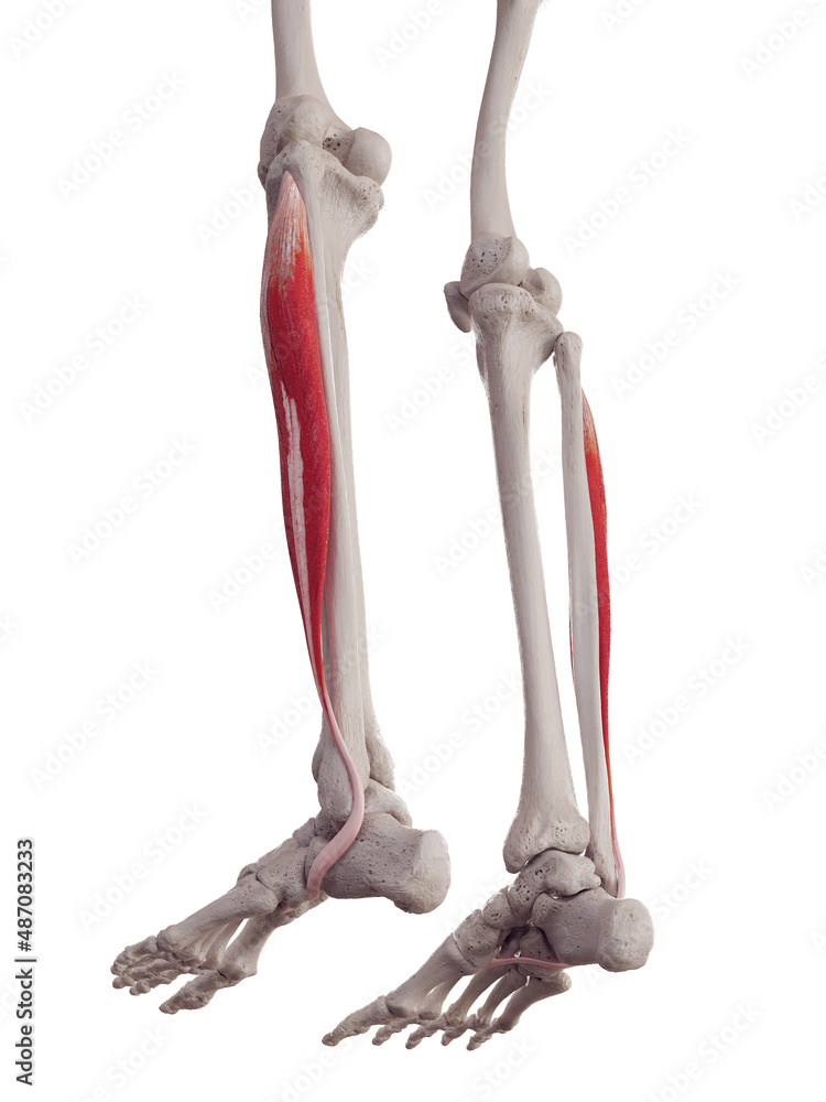 3d rendered medically accurate muscle illustration of the peroneus ...