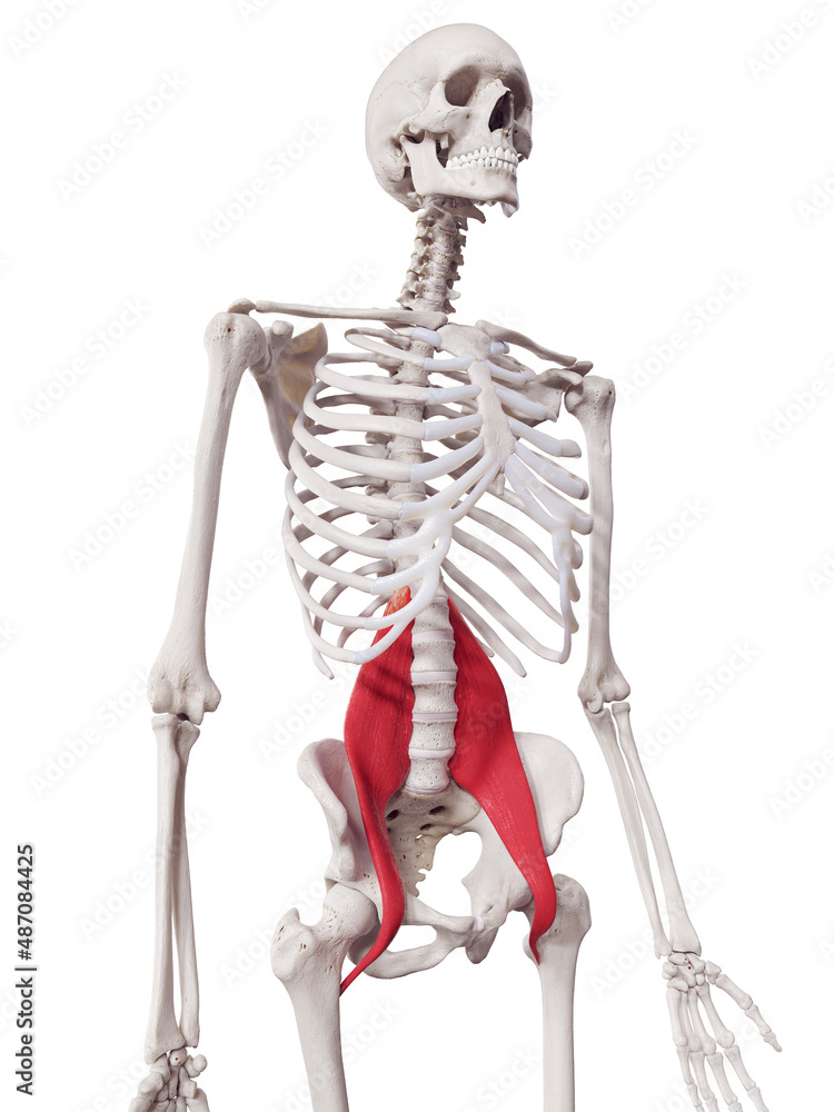 3d rendered medically accurate muscle illustration of the psoas major ...