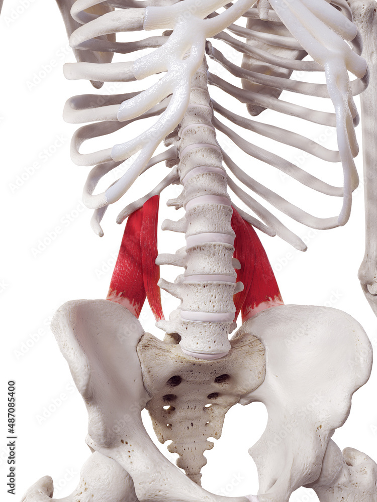 3d rendered medically accurate muscle illustration of the quadratus ...