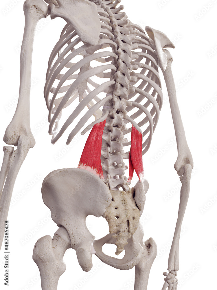 3d rendered medically accurate muscle illustration of the quadratus ...