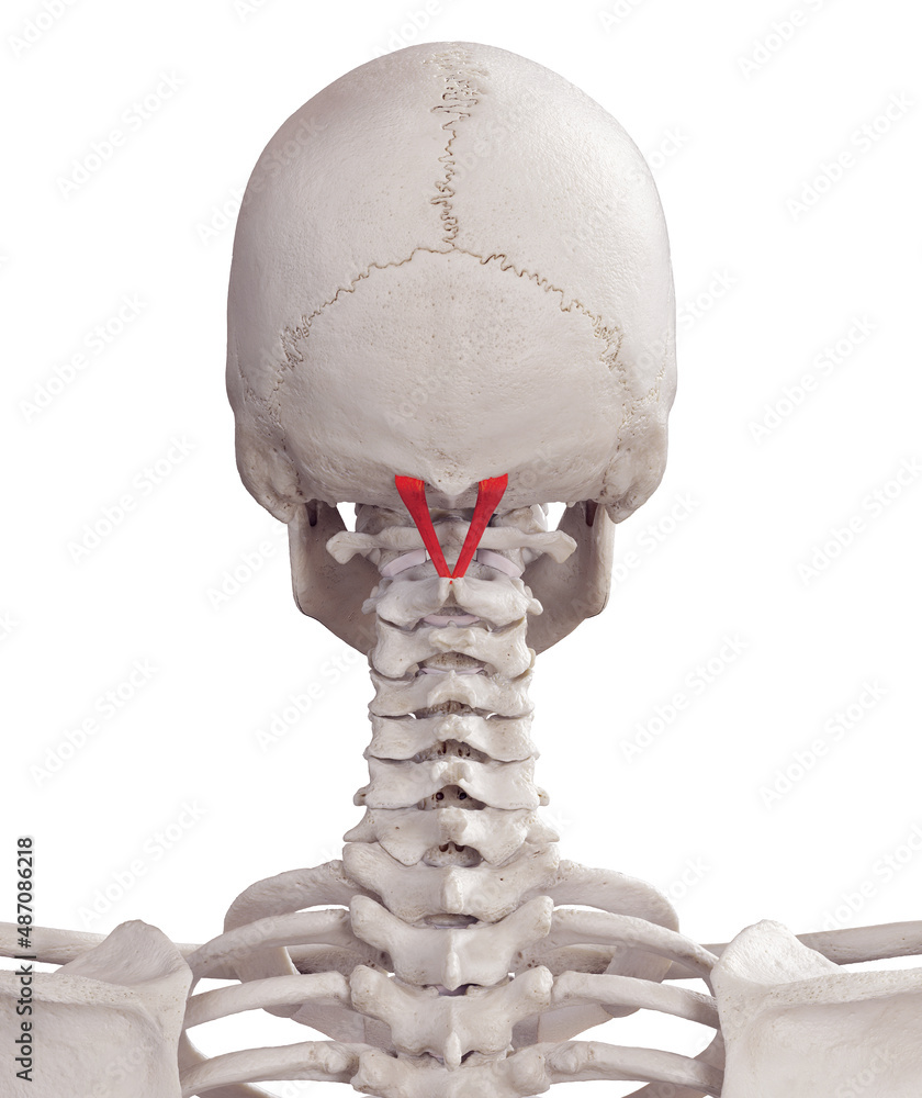 3d rendered medically accurate muscle illustration of the rectus ...