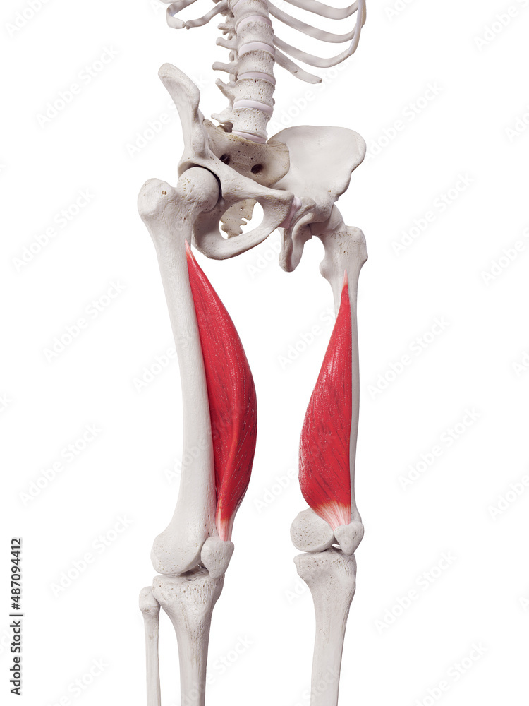 Vastus Medialis Muscle