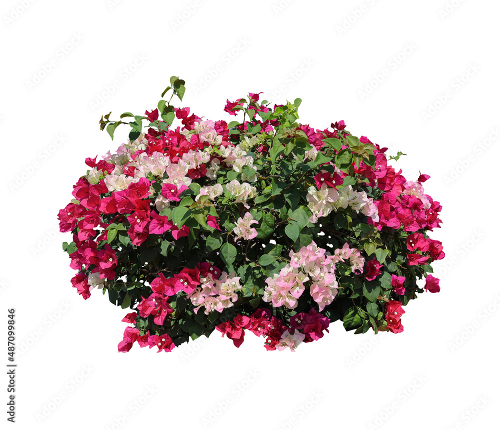 Flower Bushes White Background