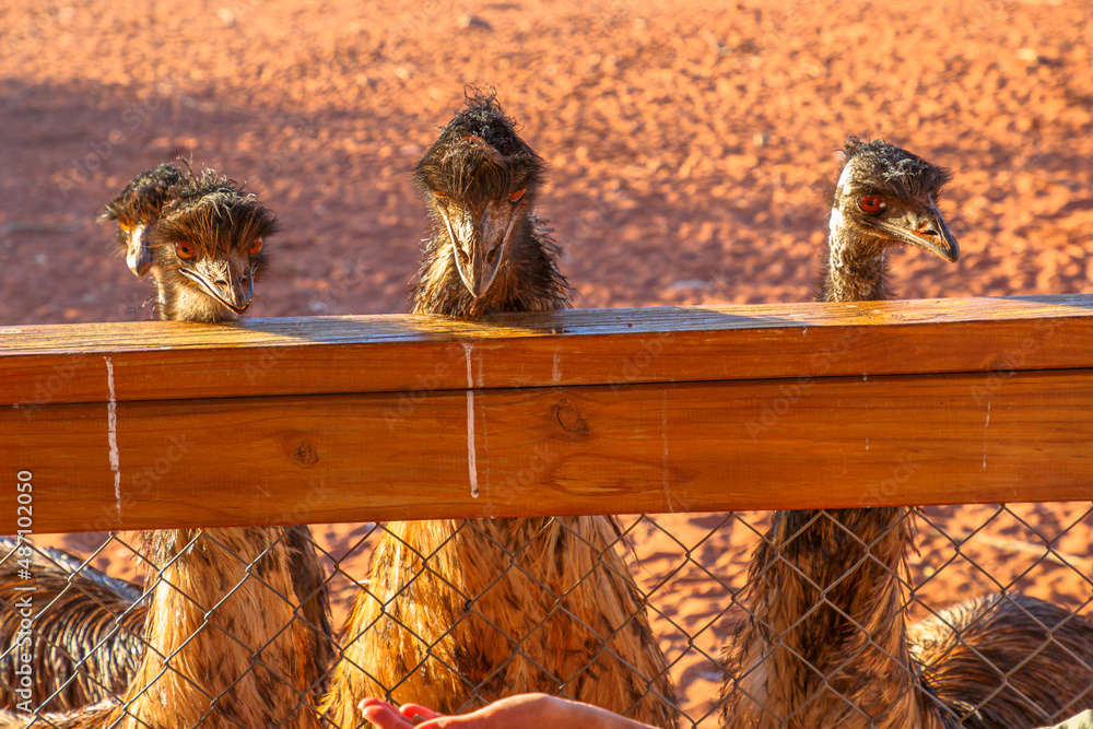Australian Emus feeding at sunset in Australia Northern Territory ...