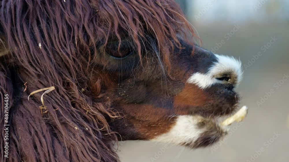 Llama with brown long wool eating. Side view. Closeup. Cute lama glama ...
