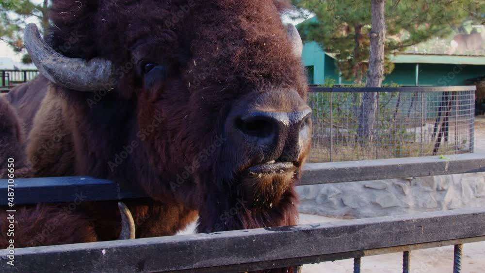 Bison takes with his mouth and eats carrot, which is handed to him by ...