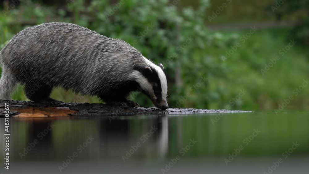 Wildlife in Europe forest. Badger in wood, animal in nature habitat ...