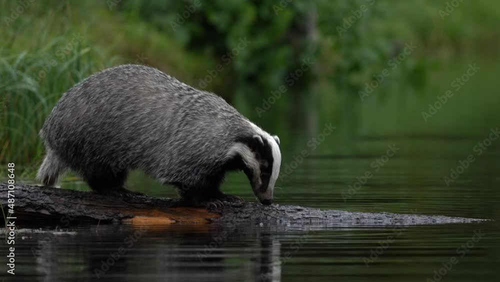 Wildlife in Europe forest. Badger in wood, animal in nature habitat ...