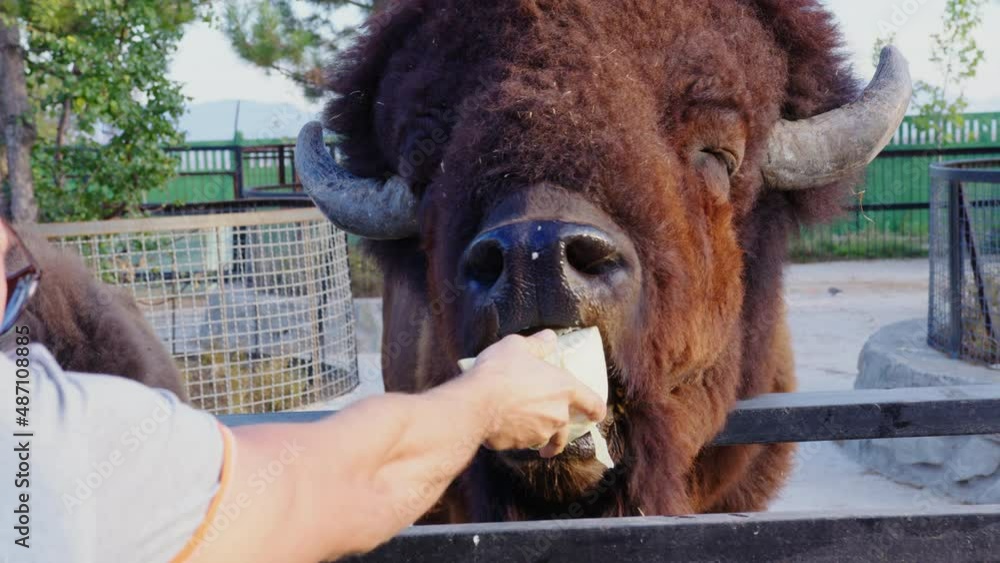 Bison takes with his mouth and eats white cabbage, which is handed to ...