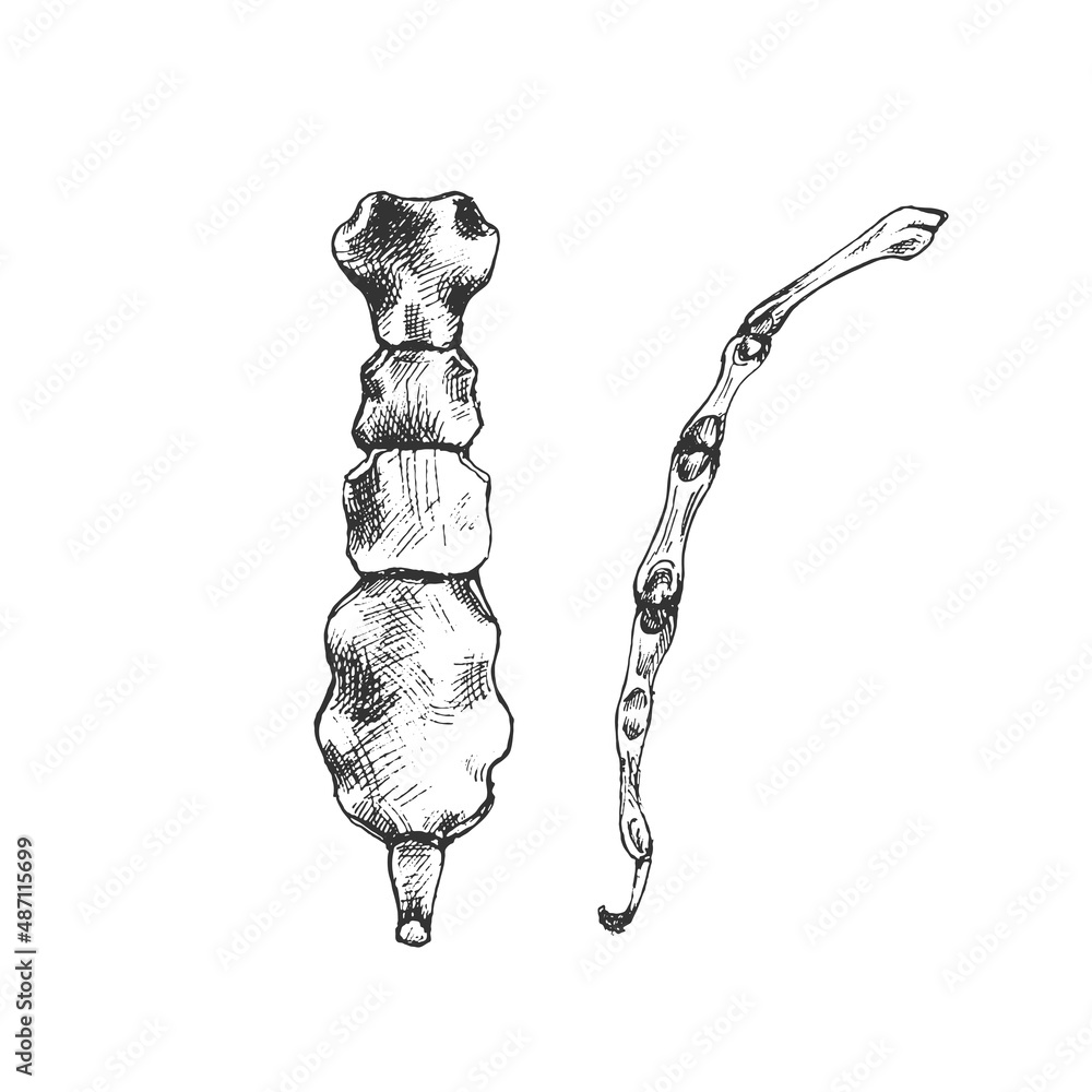 474_human chest, sternum_chest bones, sternum, human skeleton, anatomy ...