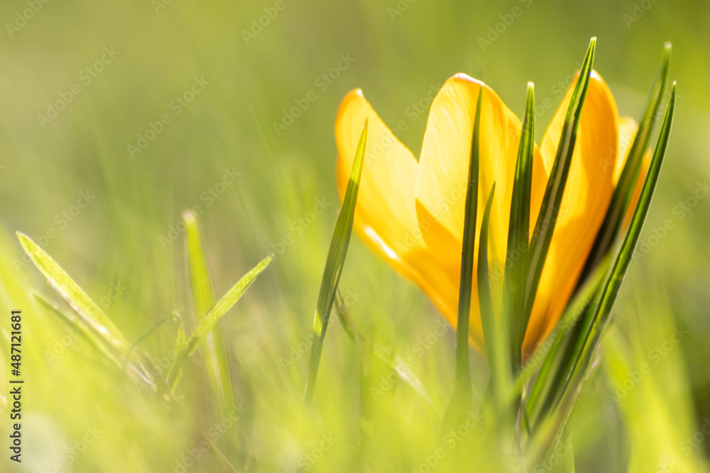 Filigree yellow crocus flower blossoms in green grass are pollinated by ...