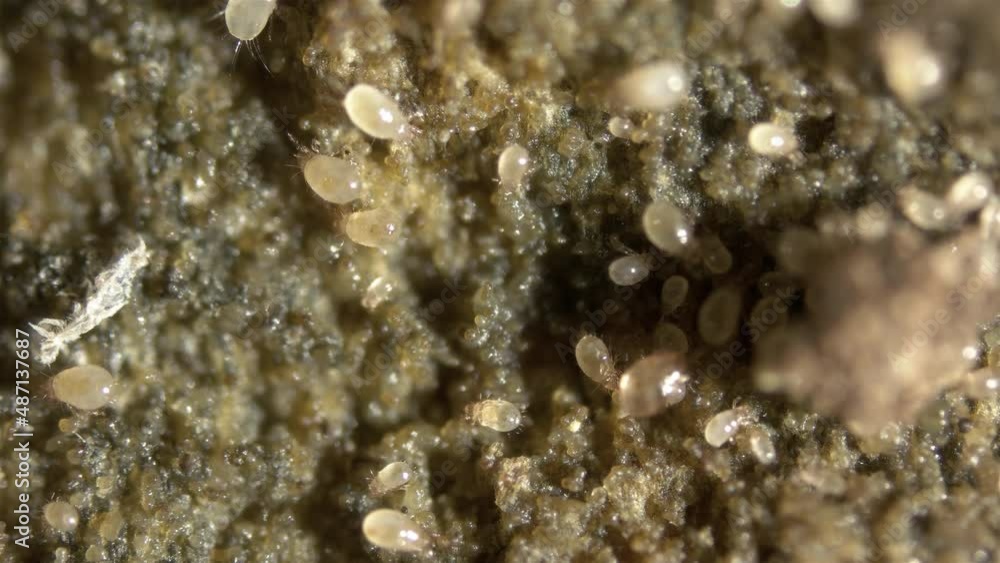 Colony soil mites of Acaridae family under a microscope. saprophages ...