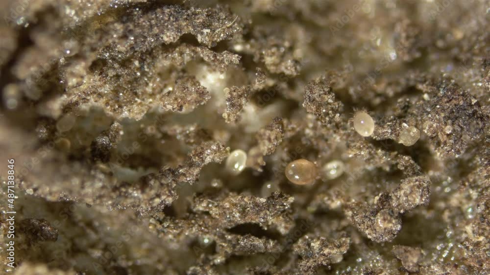 Colony soil mites of Acaridae family under a microscope. saprophages ...