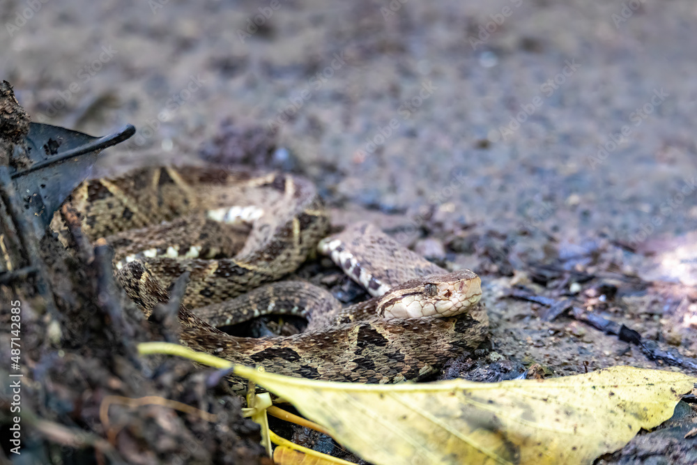 Danger and deadly venomous snake Terciopelo (Bothrops asper), resting ...